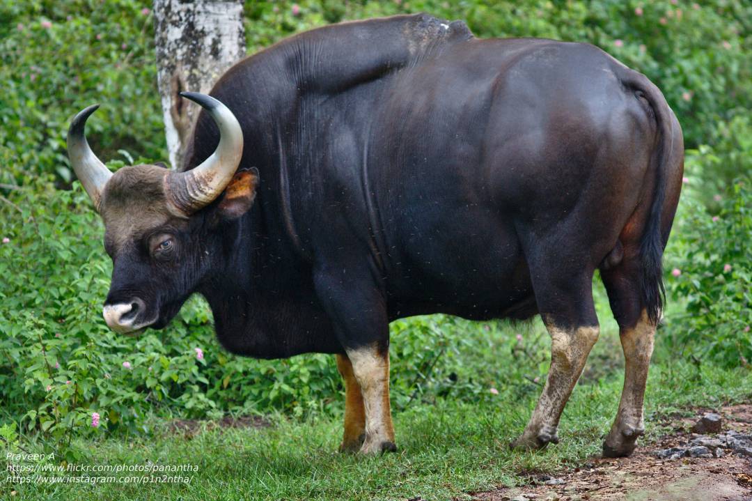 Bandipur Tiger Reserve And National Park - National park in Mysuru Nov ...