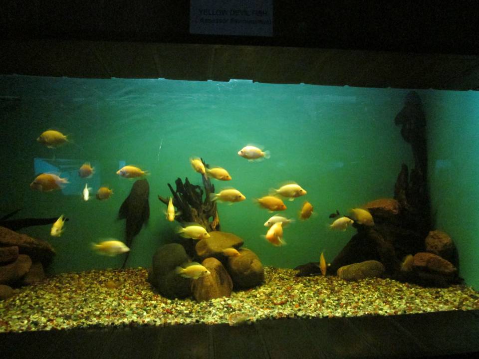 Bangalore Aquarium Bengaluru Tickets, timings, offers Jul 2025 ...
