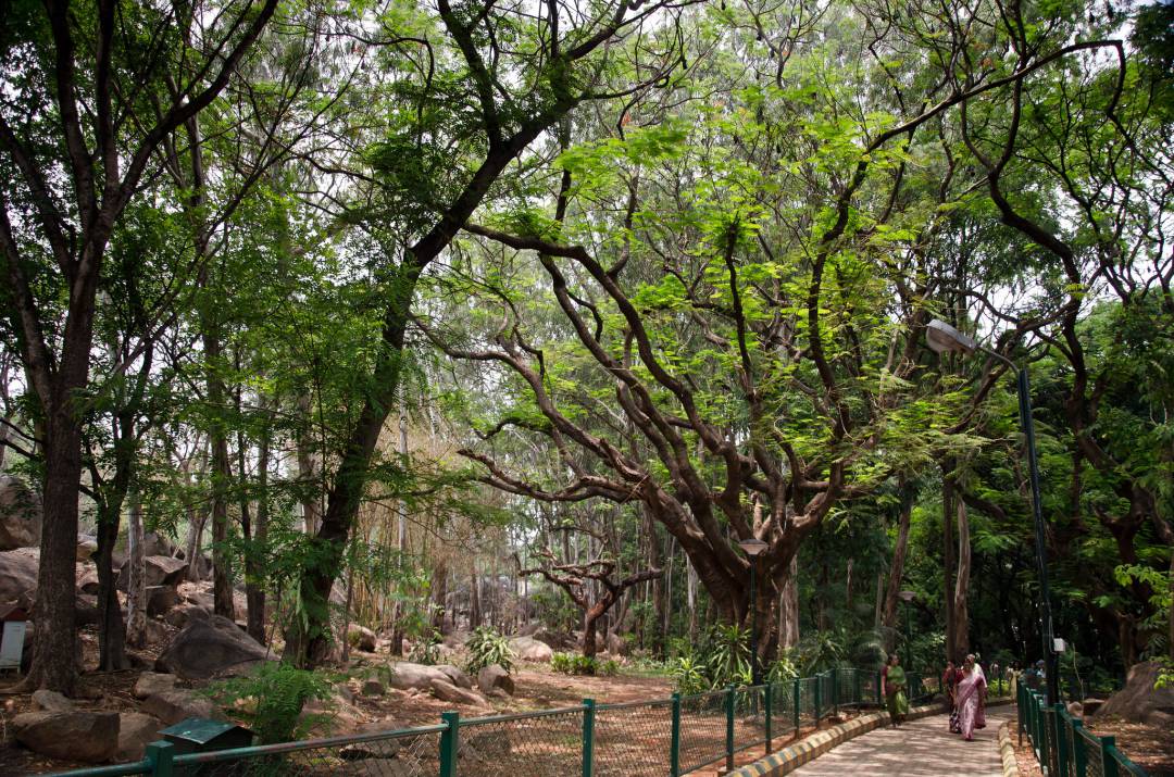 Bugle Rock Garden - Botanical garden and park in Bengaluru Apr 2025 ...