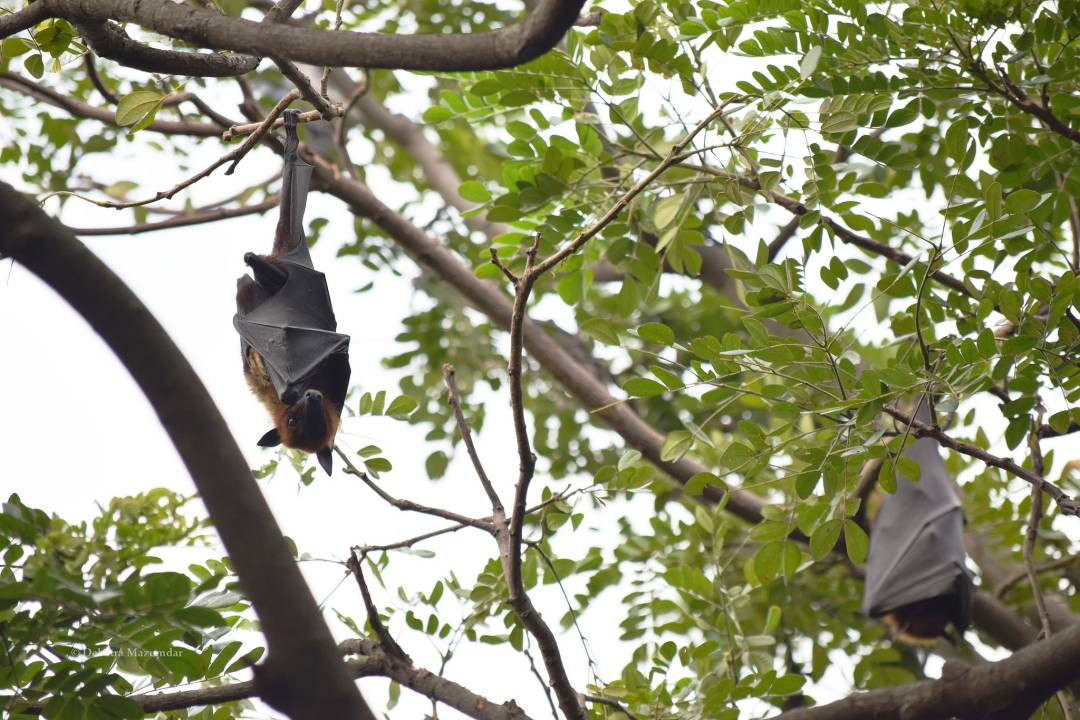 Bugle Rock Garden Bengaluru Tickets, timings, offers Aug 2023 | ExploreBees