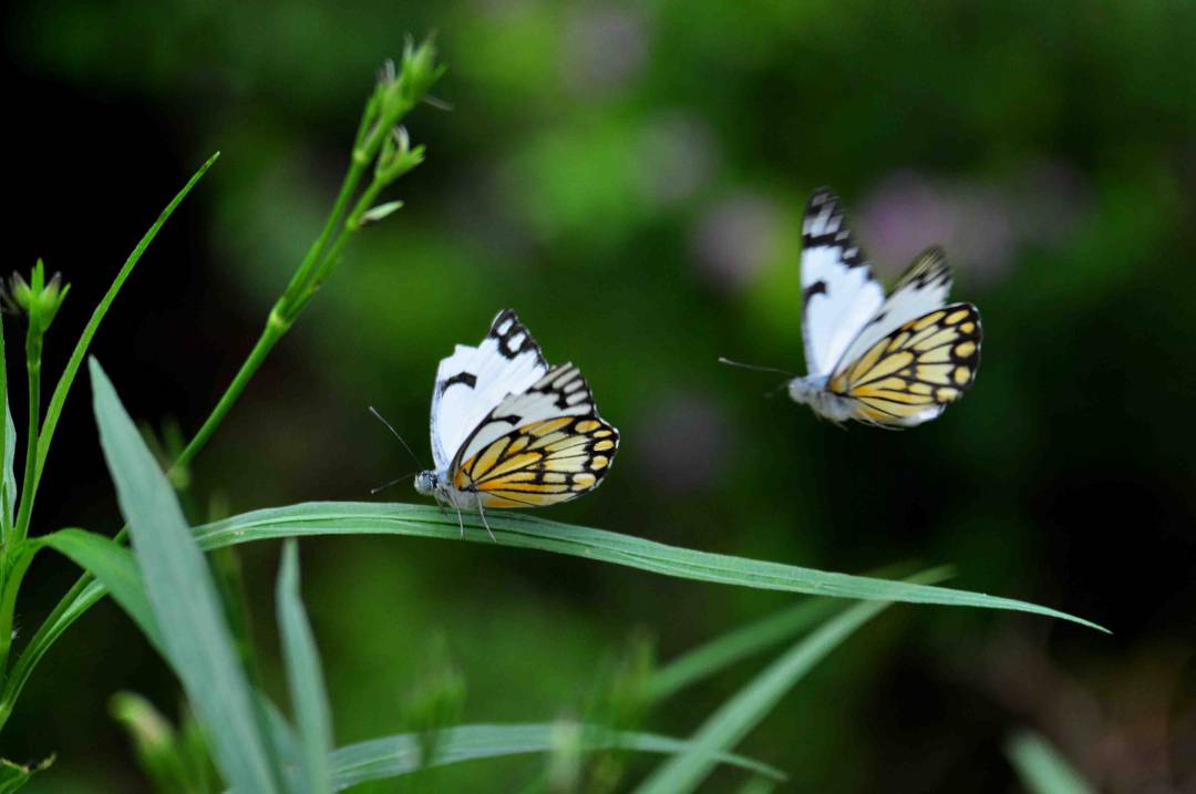 Butterfly park bannerghatta Bengaluru Tickets, timings, offers May 2026 ...