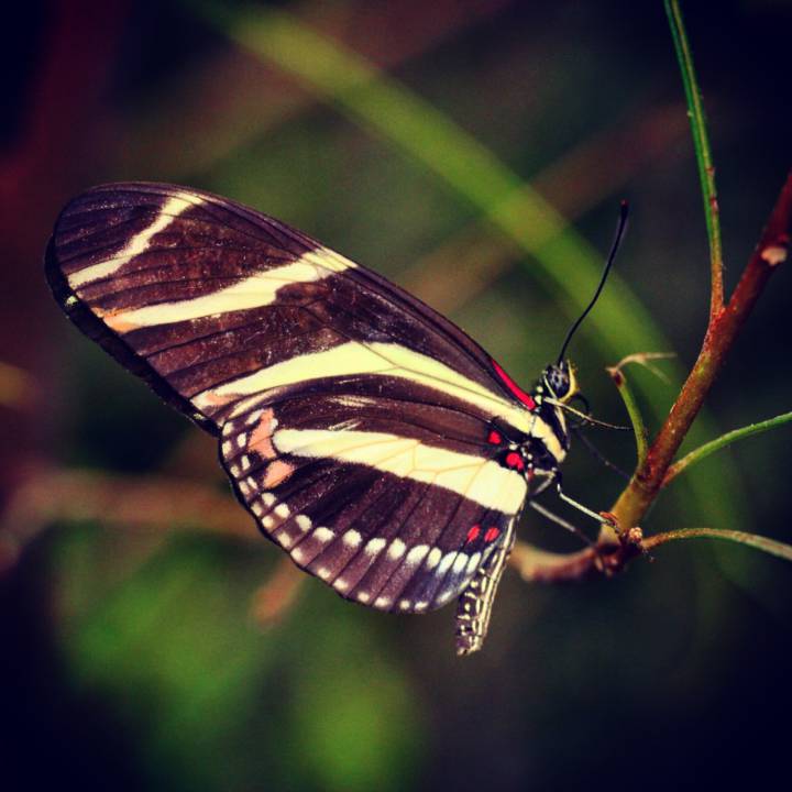 Butterfly park bannerghatta Bengaluru Tickets, timings, offers Oct 2025 ...