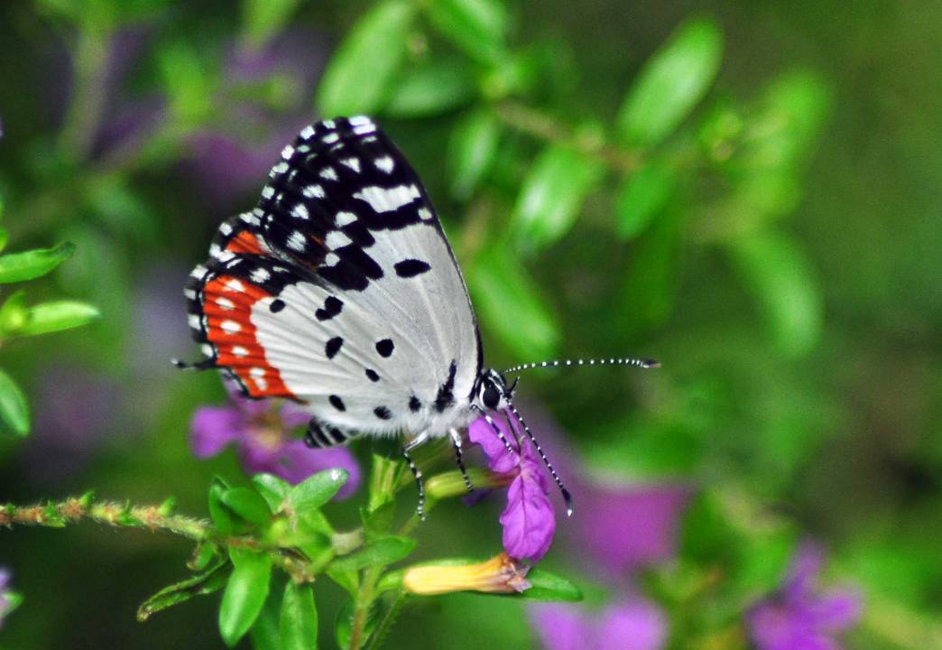 Butterfly park bannerghatta Bengaluru Tickets, timings, offers Dec 2025 ...