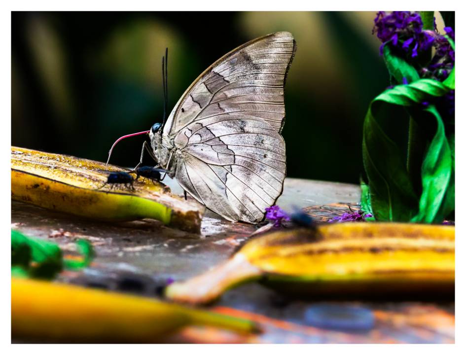 Butterfly park bannerghatta Bengaluru Tickets, timings, offers Jan 2026 ...