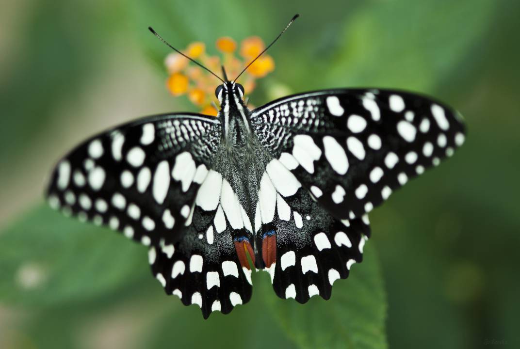 Butterfly park bannerghatta Bengaluru Tickets, timings, offers May 2025 ...