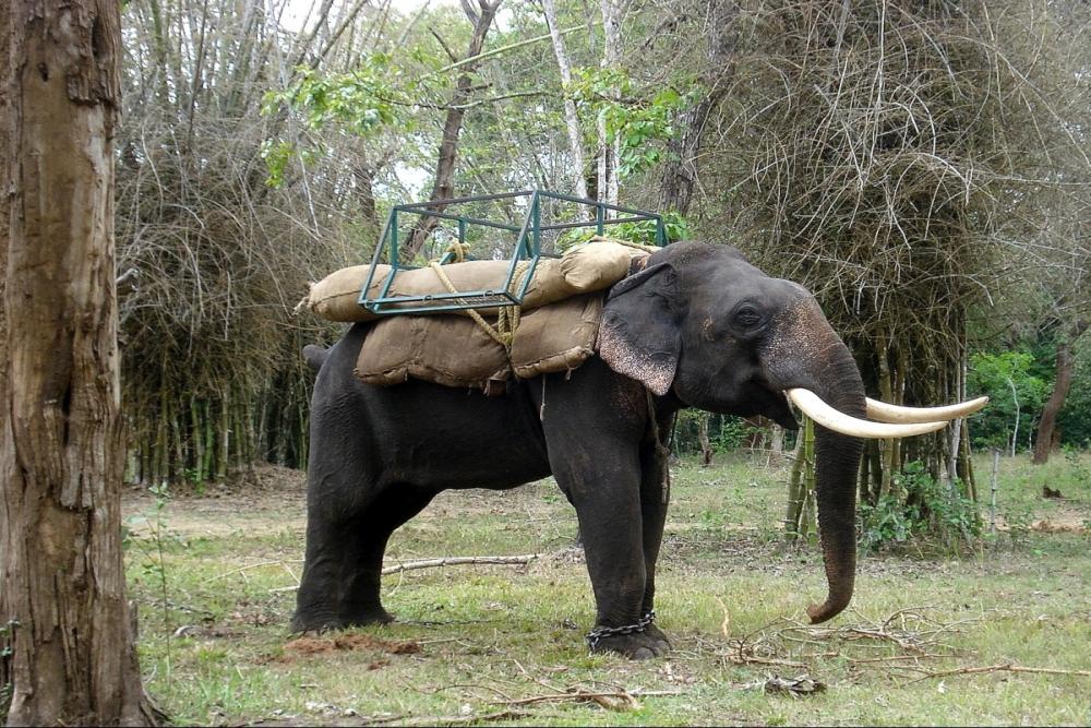 Cauvery Nisargadhama (May 2021) Timings,Tickets,reviews,Tips,Contact ...