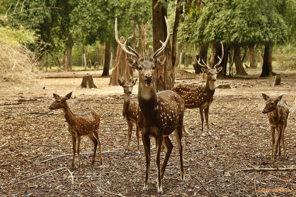 Cauvery Nisargadhama Madikeri Tickets, timings, offers Dec 2025 ...