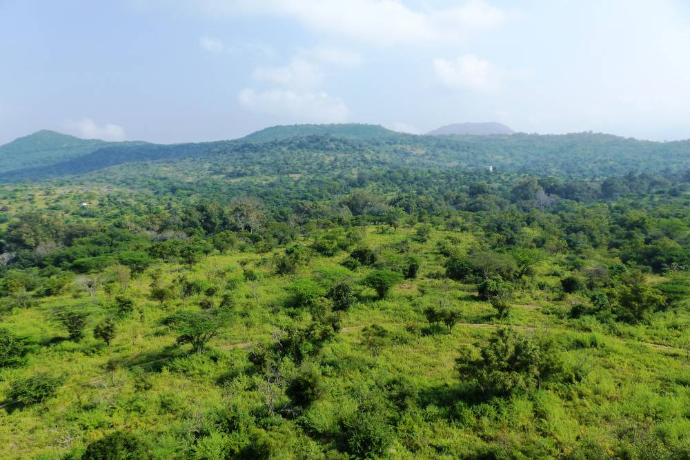 Chinnar Wildlife Sanctuary (May 2023) Timings,Tickets,reviews,Tips ...