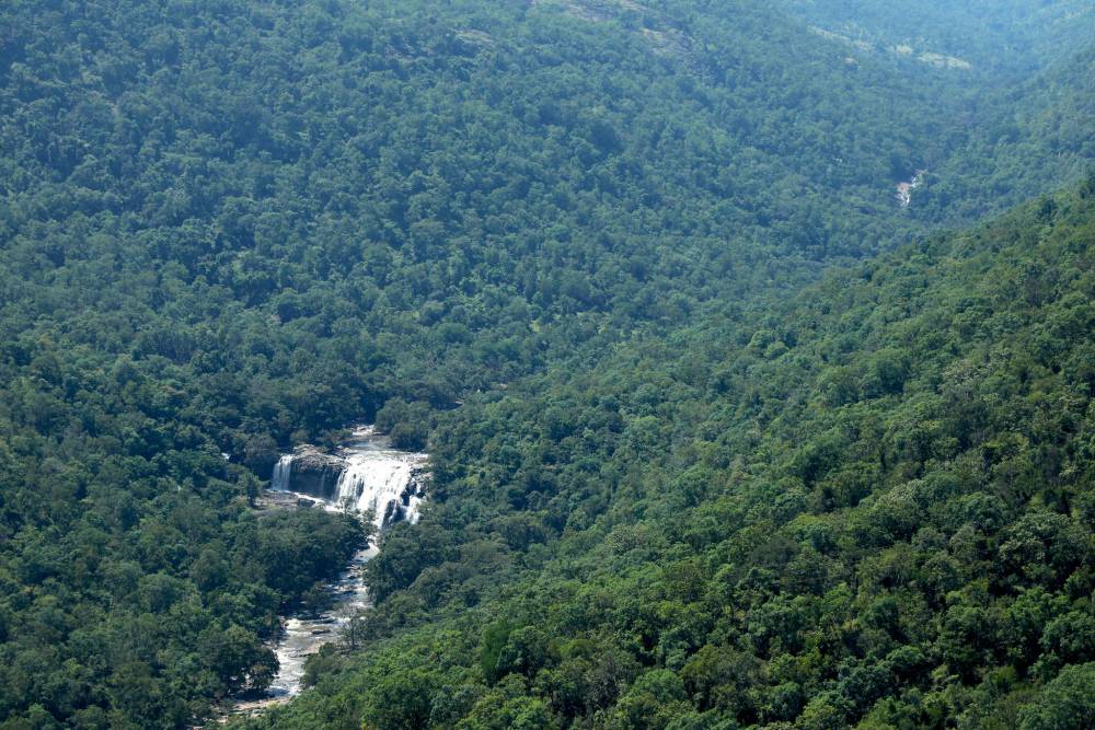 Chinnar Wildlife Sanctuary - Forest in Munnar May 2025 | ExploreBees