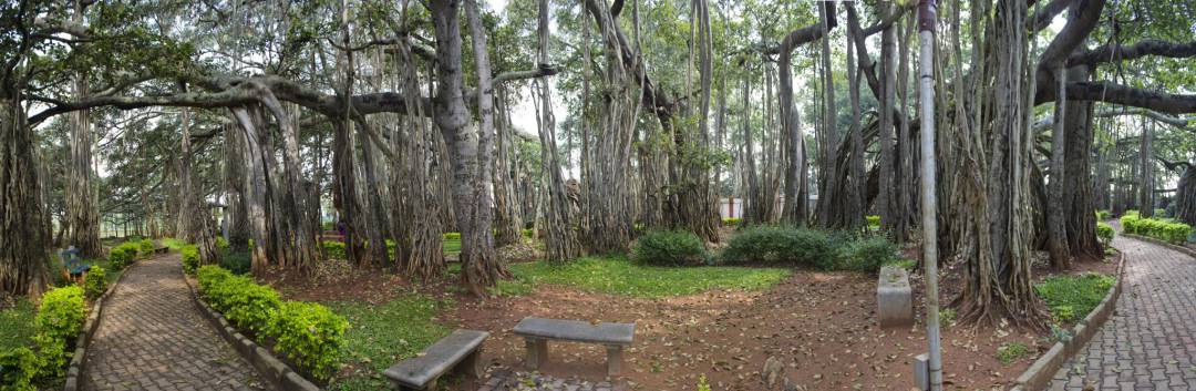 Dodda Alada Mara - Botanical garden and park in Bengaluru Jul 2025 ...