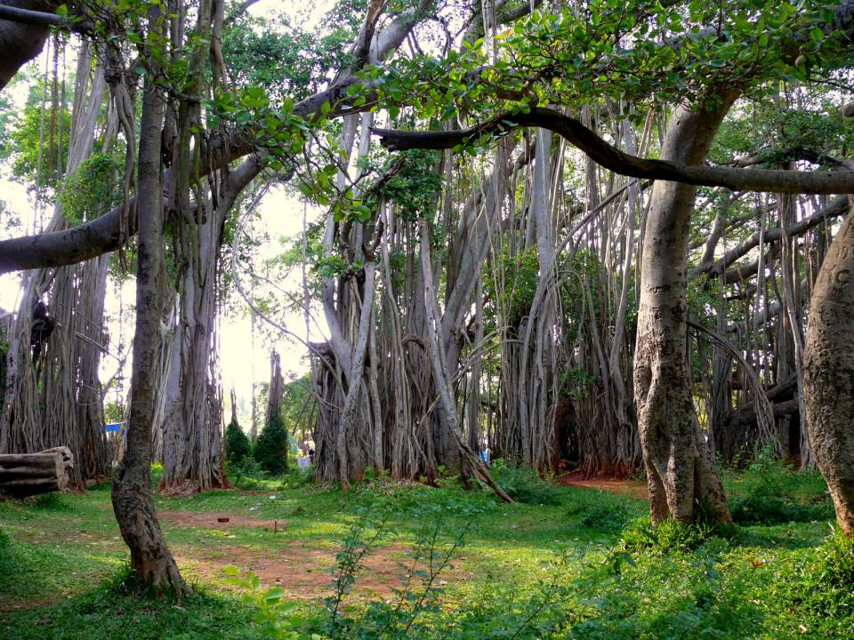 Dodda Alada Mara (November 2024) Timings,Tickets,reviews,Tips,Contact ...