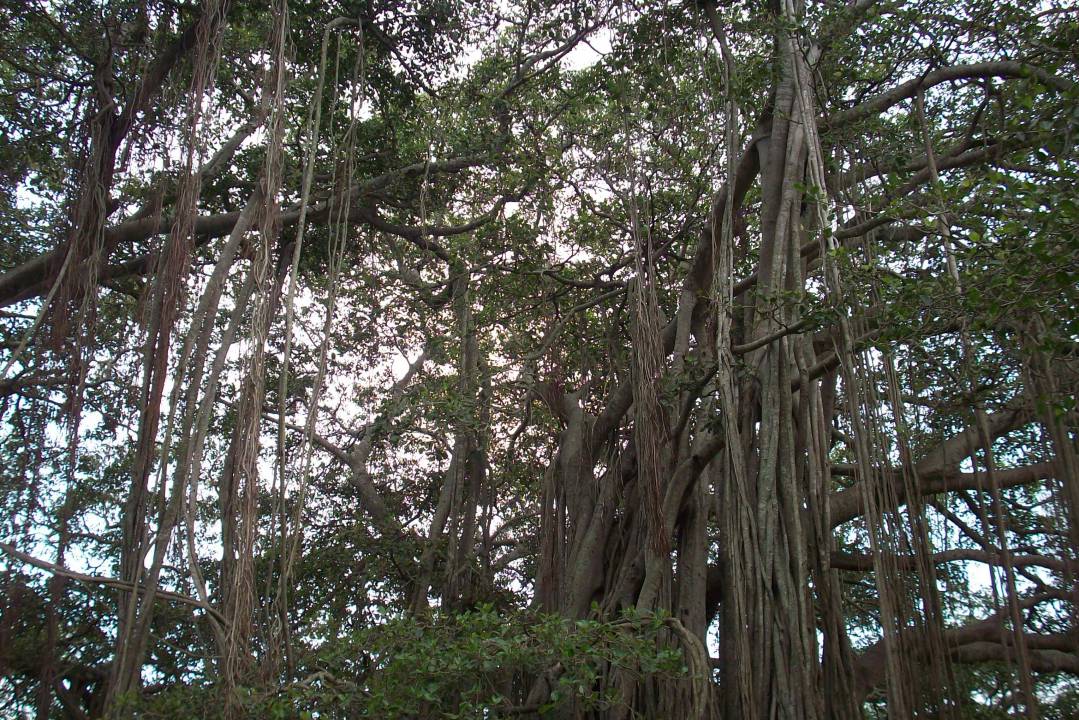 Dodda Alada Mara or Big Banyan Tree (January 2021) Timings,Tickets ...