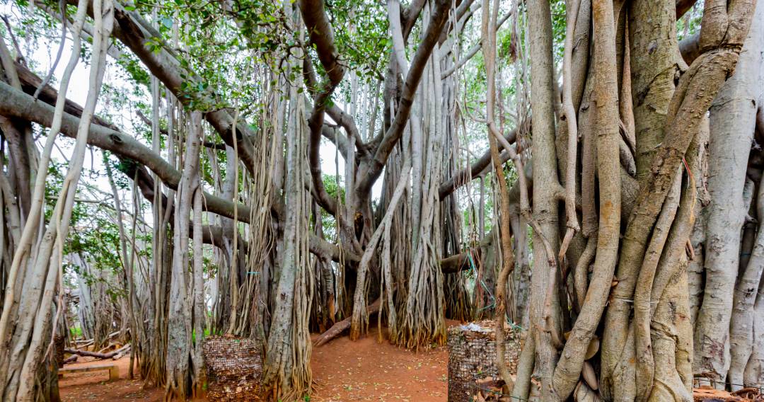 Dodda Alada Mara Bengaluru Tickets, timings, offers Sep 2025 | ExploreBees