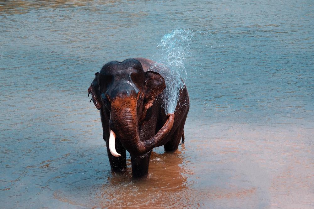 Dubare Elephant Camp (April 2025) Timings,Tickets,reviews,Tips,Contact ...