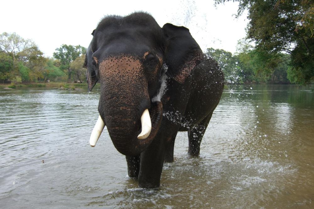 Dubare Elephant Camp Madikeri Tickets, timings, offers Sep 2025 ...