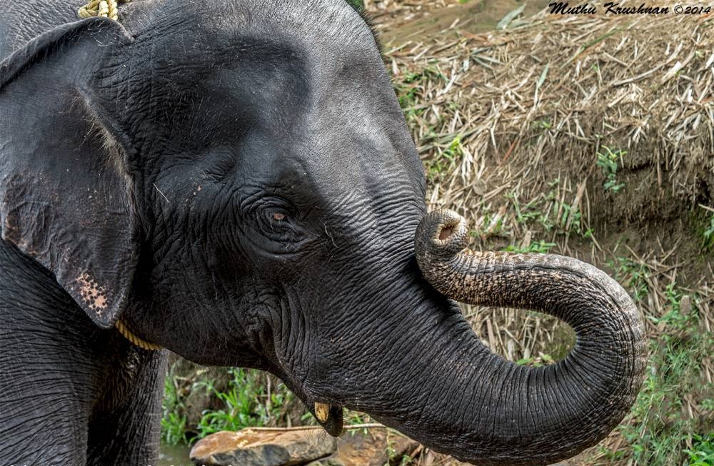 Kodanad Elephant Training Centre kochi Tickets, timings, offers Jan ...