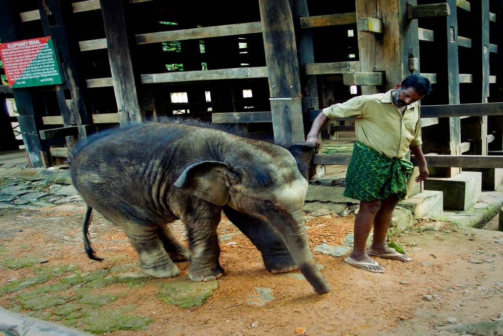 Kodanad Elephant Training Centre kochi Tickets, timings, offers Jun ...