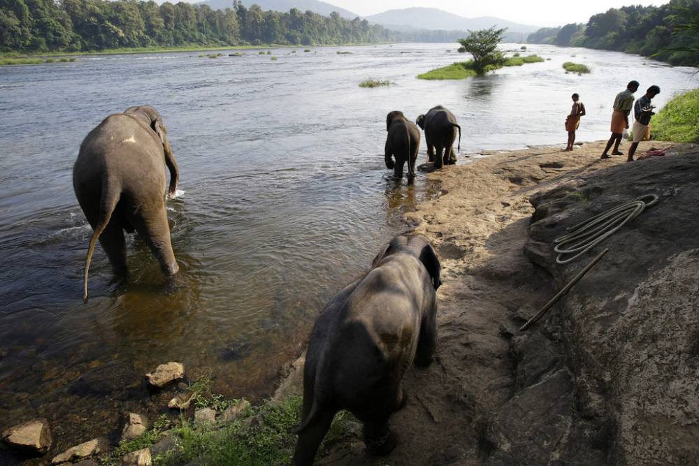 Kodanad Elephant Training Centre kochi Tickets, timings, offers Feb ...