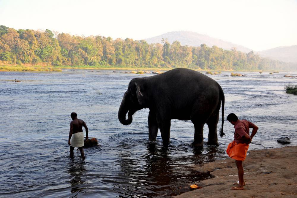 Kodanad Elephant Training Centre - Zoo and aquarium in kochi Aug 2024 ...