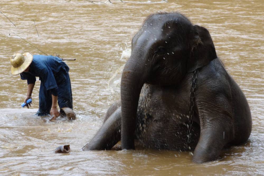 Kodanad Elephant Training Centre (April 2026) Timings,Tickets,reviews ...