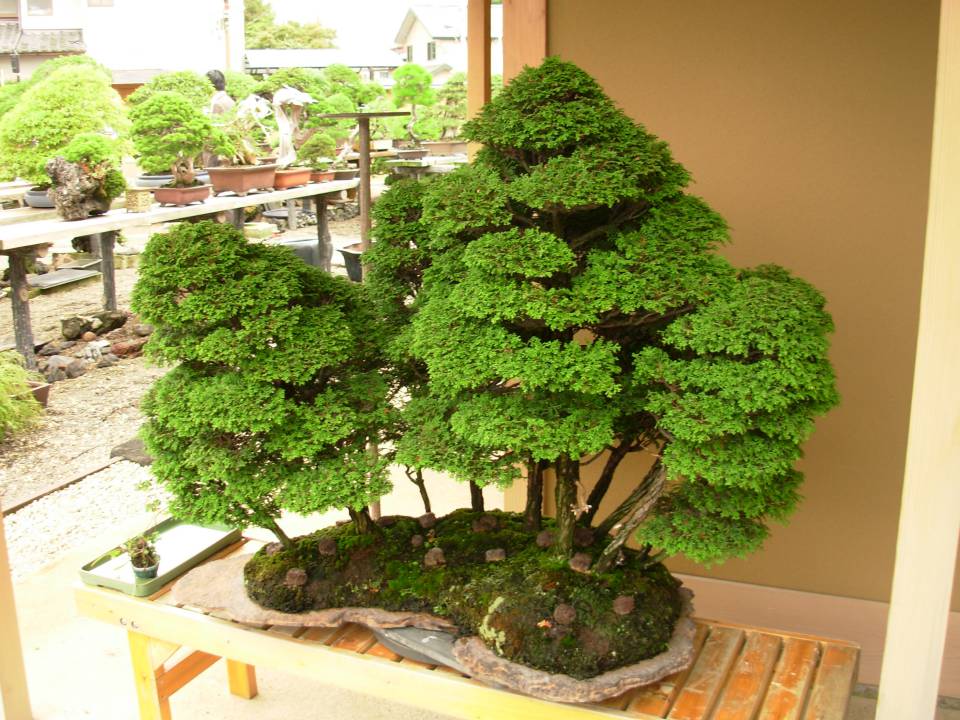 Lalbagh botanical garden (March 2024) Timings,Tickets,reviews,Tips ...