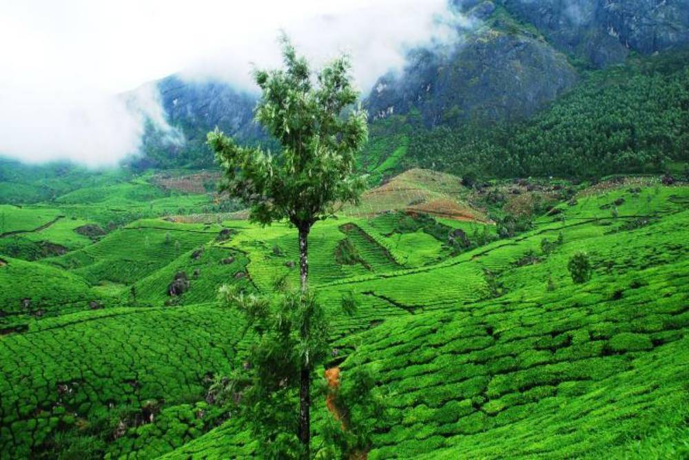 Lockhart Gap Road View Point Munnar Tickets, timings, offers Nov 2025 ...