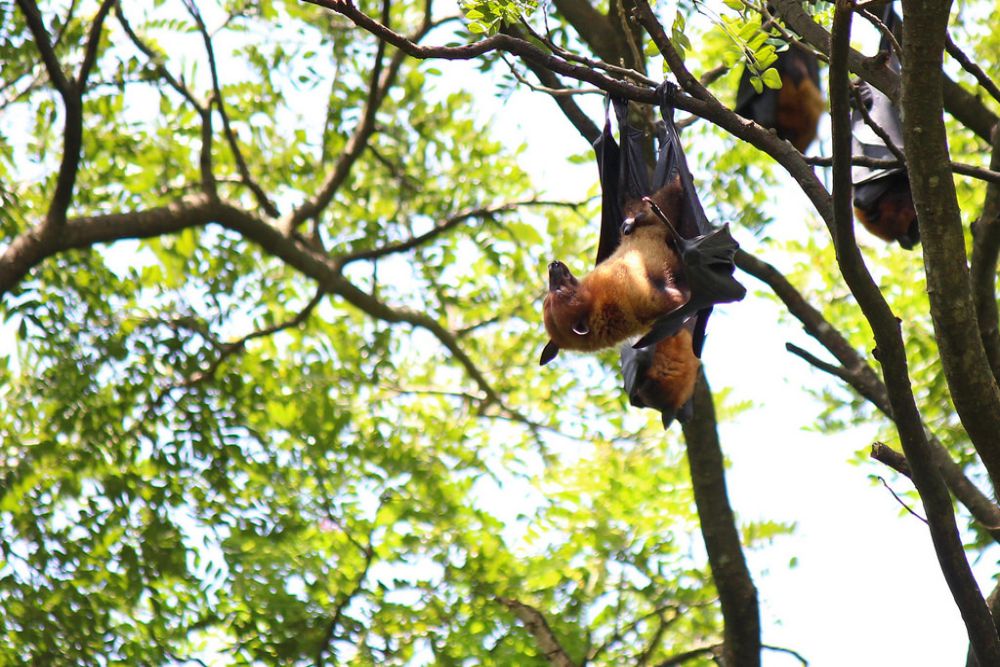 Mangalavanam Bird Sanctuary (October 2025) Timings,Tickets,reviews,Tips ...