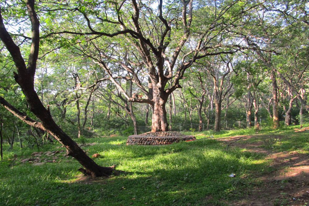 Marayur Munnar Tickets, timings, offers Jan 2026 | ExploreBees