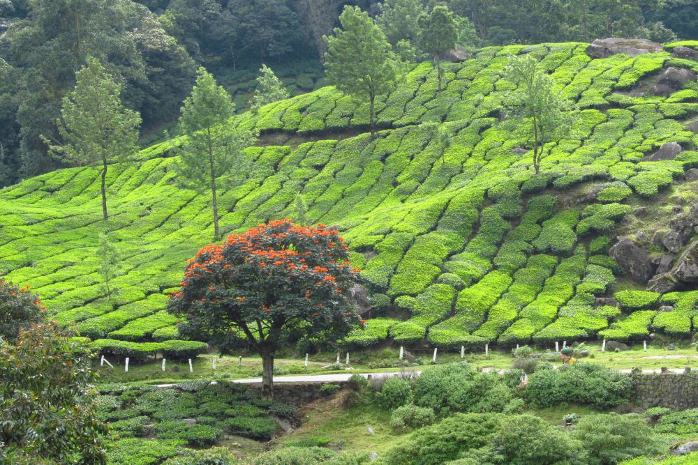 Marayur (April 2025) Timings,Tickets,reviews,Tips,Contact number ...