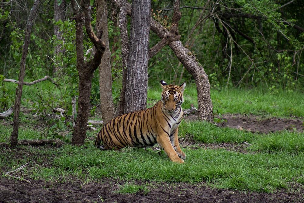 Nagarhole National Park And Tiger Reserve or Rajiv Gandhi National Park ...