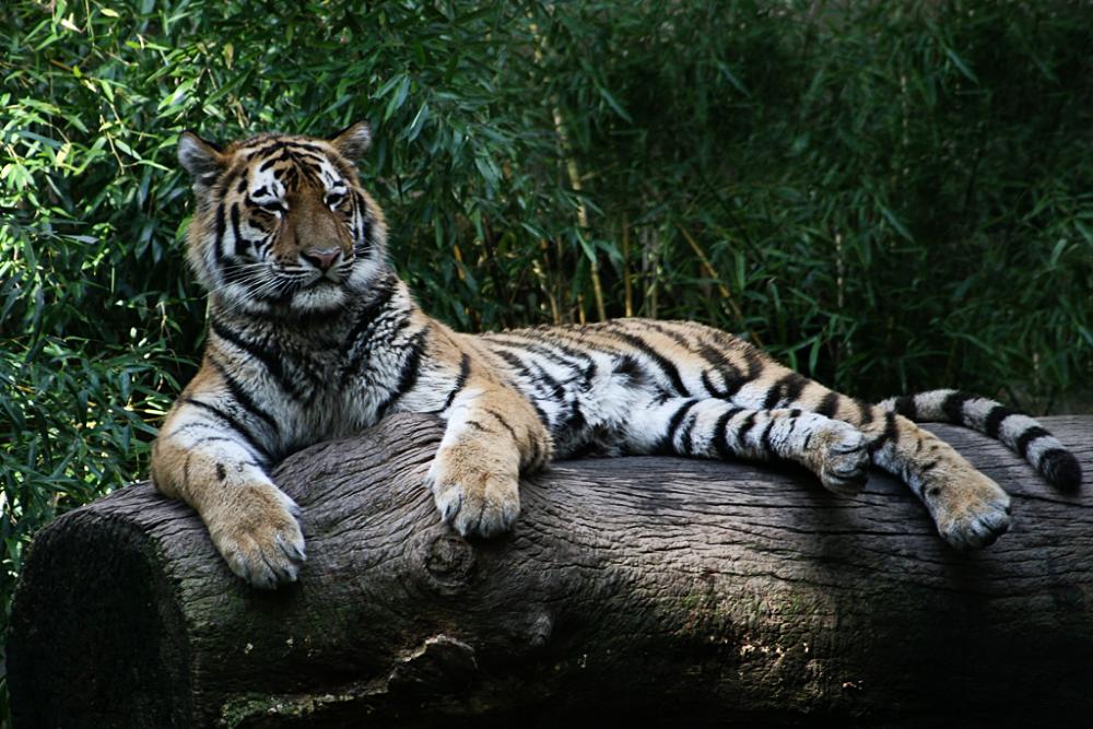 Nagarhole National Park And Tiger Reserve or Rajiv Gandhi National Park ...