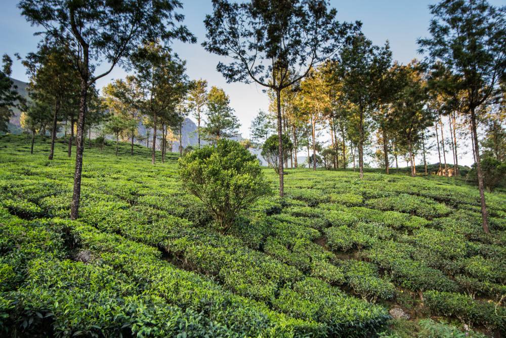 Pallivasal Munnar Tickets, timings, offers Jul 2024 | ExploreBees