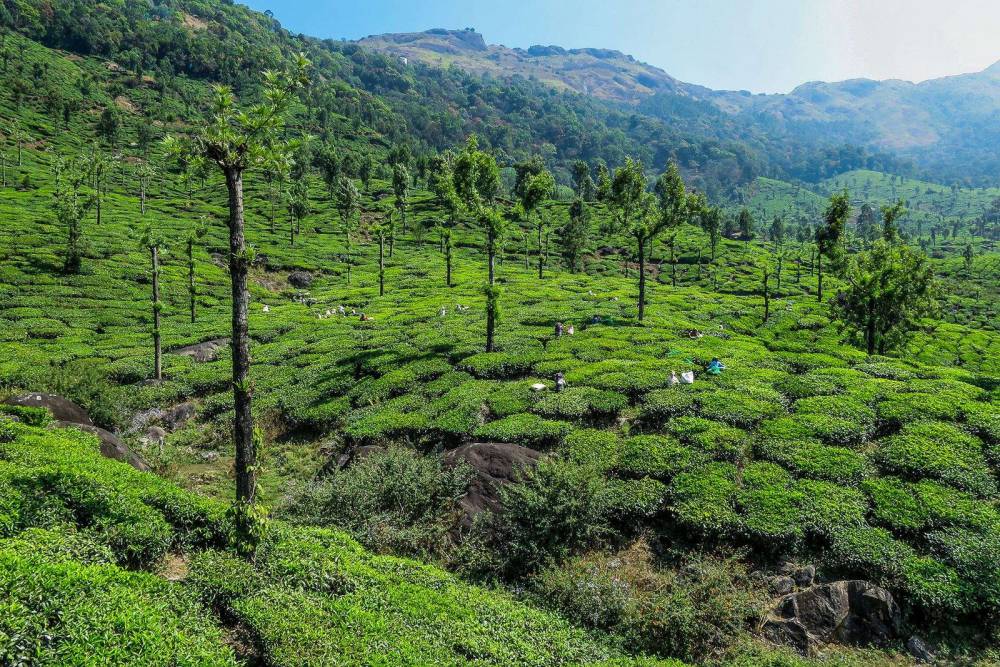 Pallivasal (February 2025) Timings,Tickets,reviews,Tips,Contact number ...