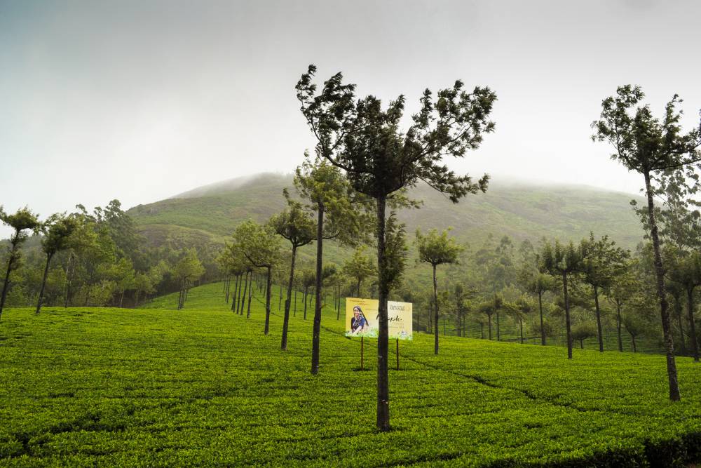 Photo Point Munnar Tickets, timings, offers Oct 2022 | ExploreBees