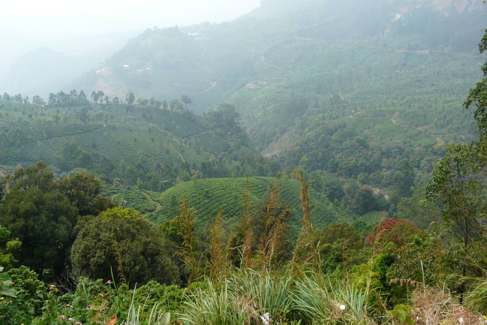 Pothamedu View Point Munnar Tickets, timings, offers Apr 2025 | ExploreBees