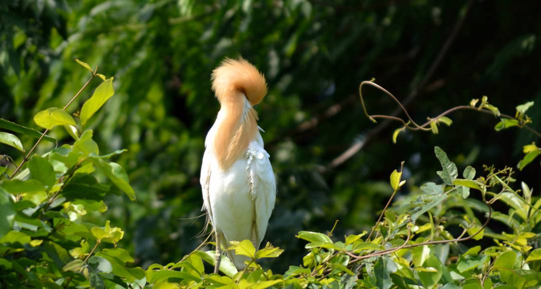 Ranganathittu Bird Sanctuary (March 2025) Timings,Tickets,reviews,Tips ...