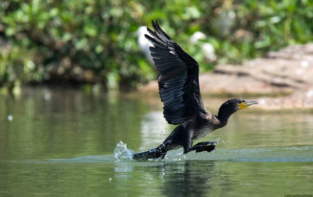 Ranganathittu Bird Sanctuary (December 2025) Timings,Tickets,reviews ...