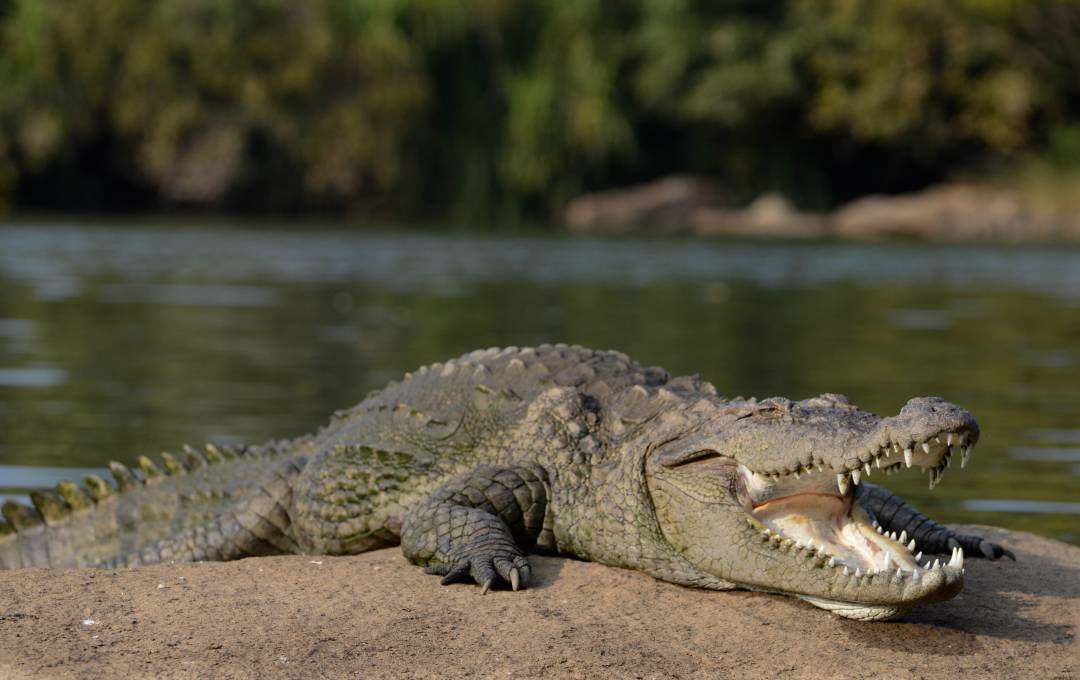 Ranganathittu Bird Sanctuary (September 2025) Timings,Tickets,reviews ...