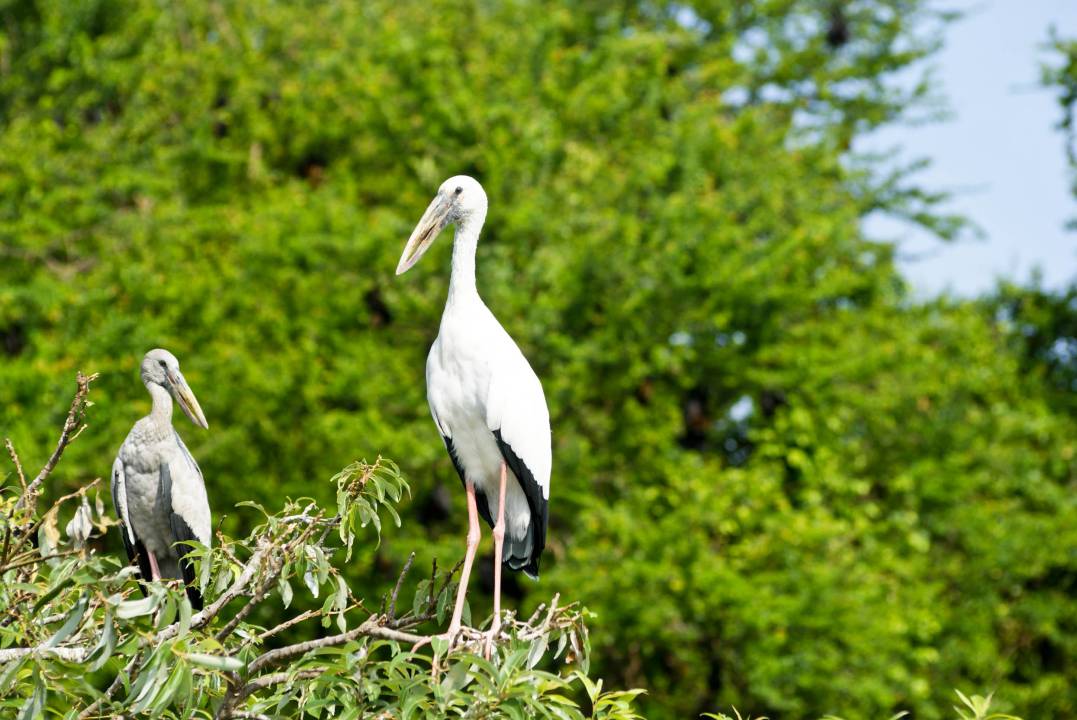 Ranganathittu Bird Sanctuary (February 2024) Timings,Tickets,reviews ...
