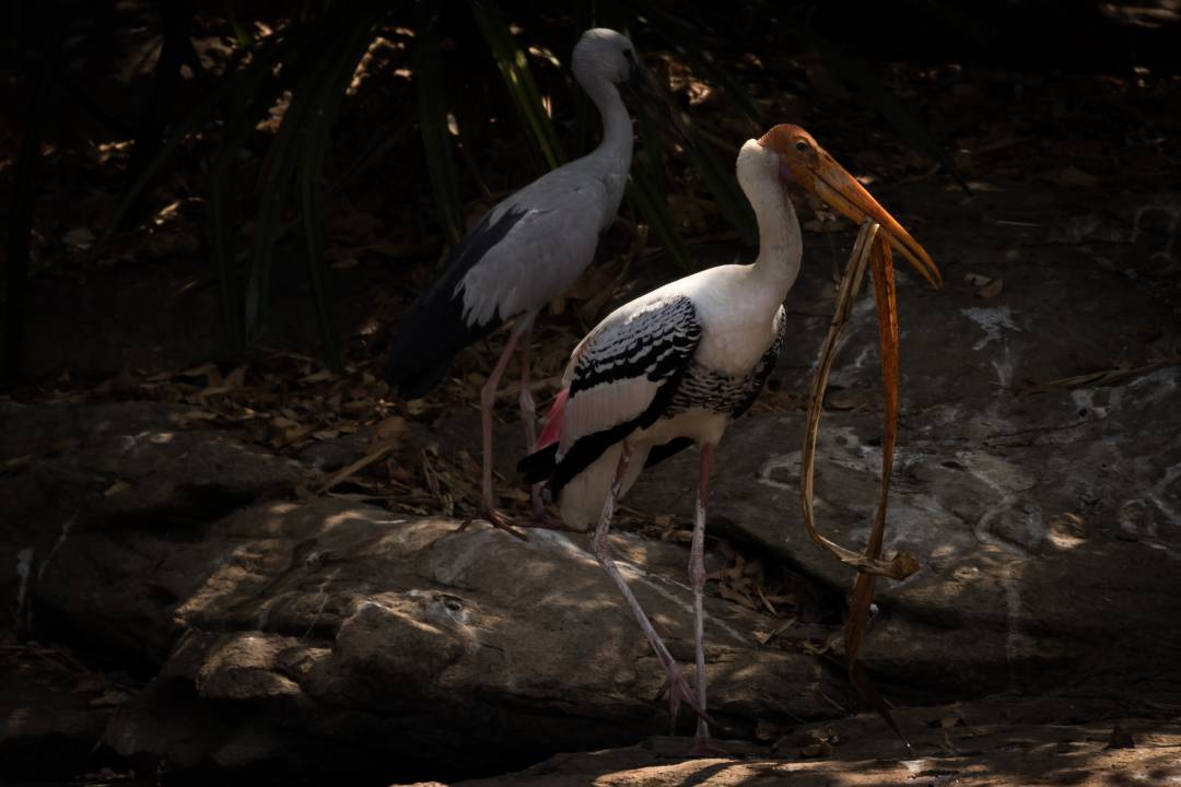 Ranganathittu Bird Sanctuary (September 2025) Timings,Tickets,reviews ...