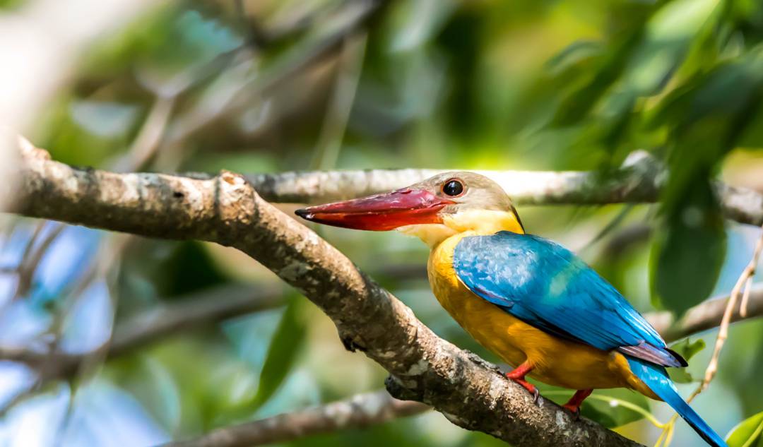 Ranganathittu Bird Sanctuary (October 2023) Timings,Tickets,reviews ...