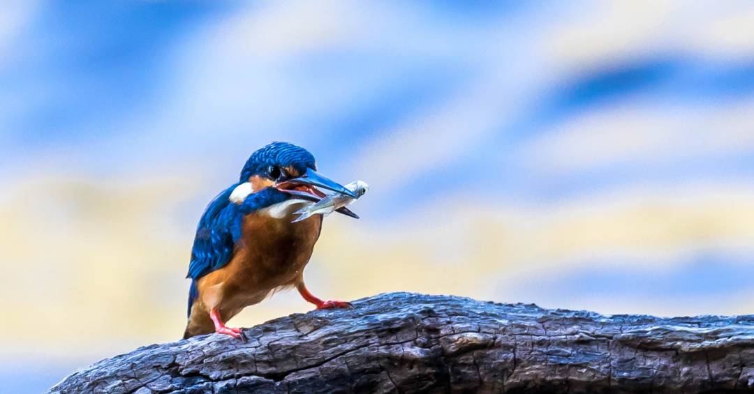 Ranganathittu Bird Sanctuary Mysuru Tickets, timings, offers Sep 2025 ...