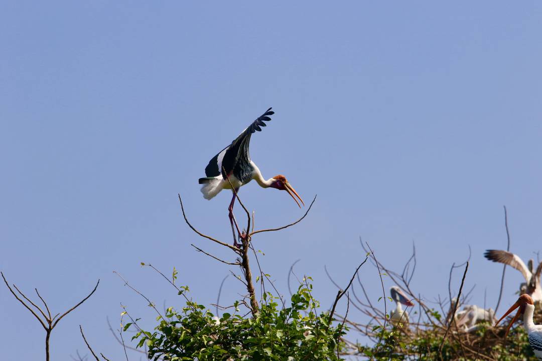 Ranganathittu Bird Sanctuary (February 2021) Timings,Tickets,reviews ...