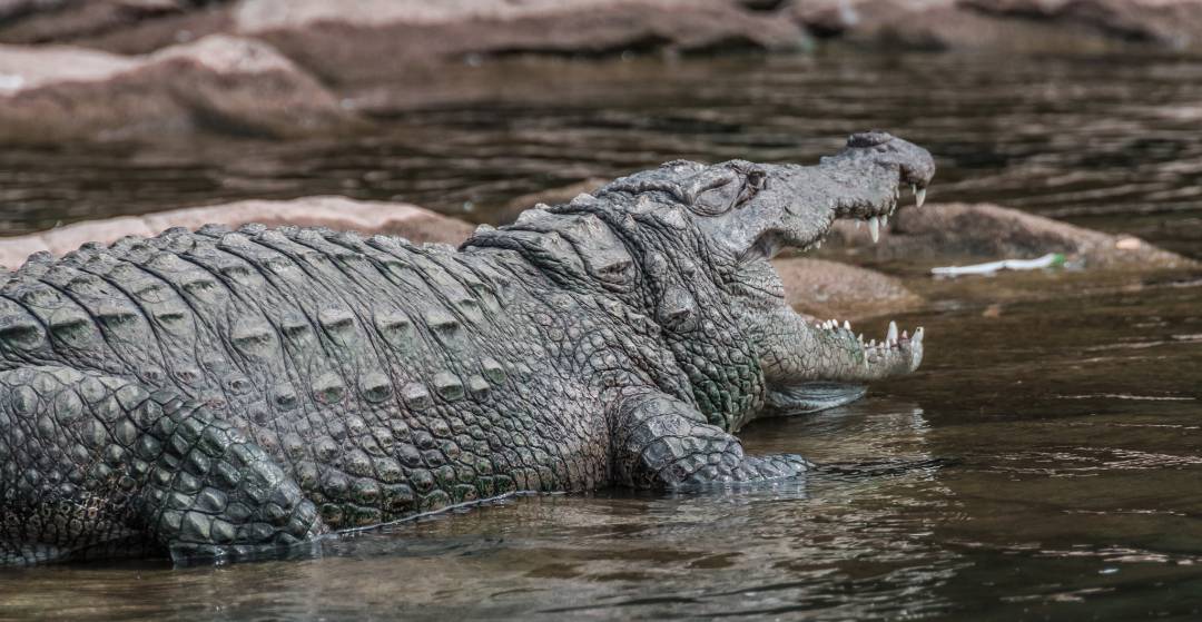 Ranganathittu Bird Sanctuary (February 2023) Timings,Tickets,reviews ...