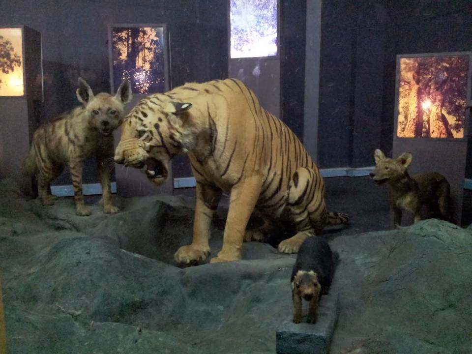 Regional Museum of Natural History Mysore (June 2025) Timings,Tickets ...