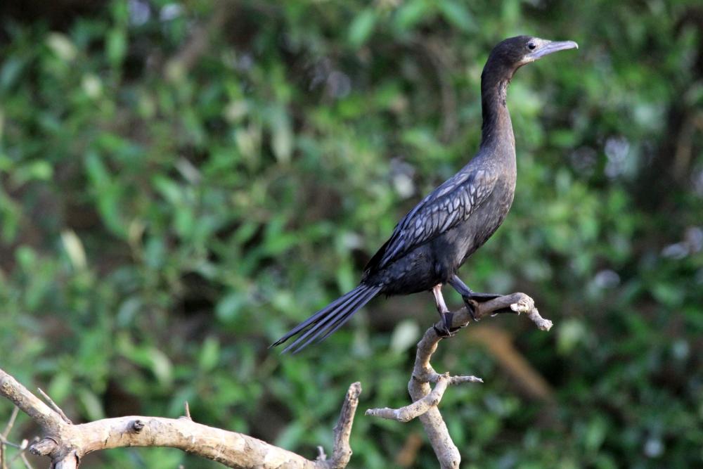 Salim Ali Bird Sanctuary (October 2022) Timings,Tickets,reviews,Tips ...