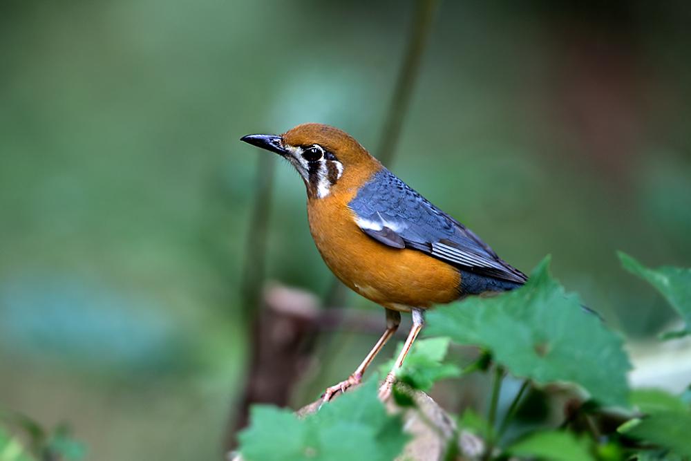 Salim Ali Bird Sanctuary