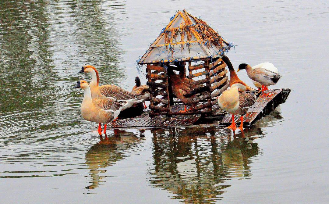 sankey tank Bengaluru Tickets, timings, offers Feb 2026 | ExploreBees