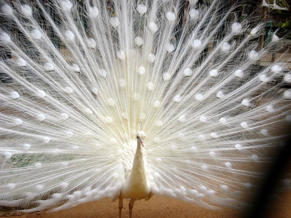 Bannerghatta Biological Park (July 2025) Timings,Tickets,reviews,Tips ...