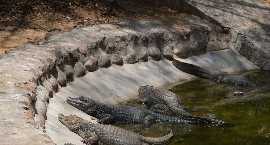 Bannerghatta Biological Park (December 2025) Timings,Tickets,reviews ...